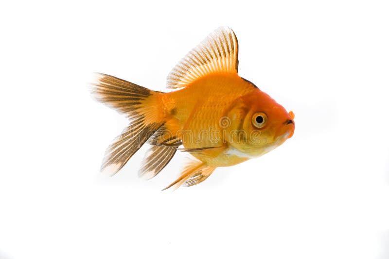 Goldfish stock image. Image of goldfish, colour, habitat - 7144311