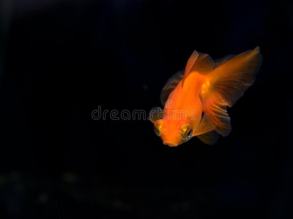 Goldfish Bulging Eyes Stock Photos - Free & Royalty-Free Stock Photos ...