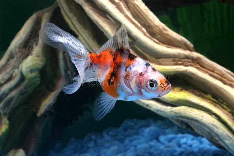 198 Fantail Goldfish Oranda Stock Photos - Free & Royalty-Free Stock ...