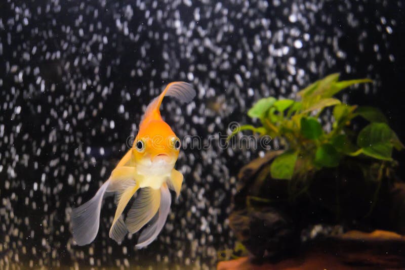 609 Goldfish Tree Stock Photos - Free & Royalty-Free Stock Photos from ...