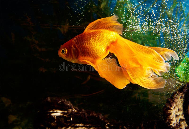 Goldfish in aquarium stock photo. Image of fish, nature - 62858690