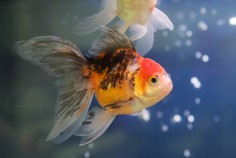 Goldfish in an Aquarium Closeup Stock Photo - Image of animal, aquarium ...