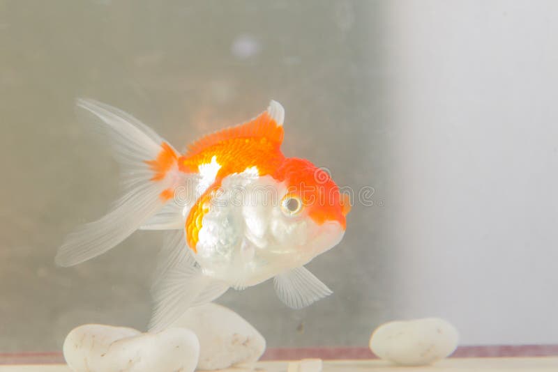 Goldfish Bulging Eyes Stock Photos - Free & Royalty-Free Stock Photos ...