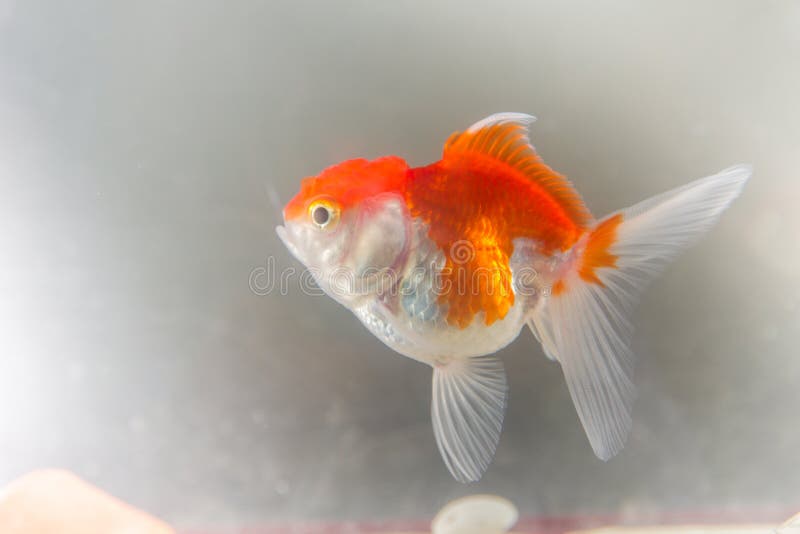 Goldfish Bulging Eyes Stock Photos - Free & Royalty-Free Stock Photos ...