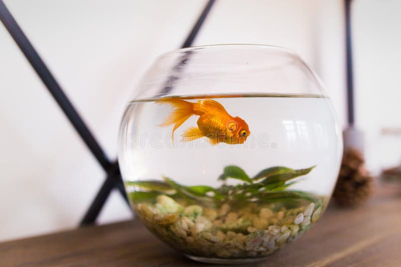 Goldfish in the Aquarium. Fish in the Interior, a Small Round Aquarium ...