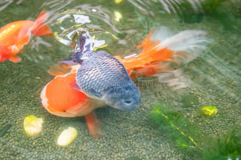 Goldfish in Aquarium Fish Pond Closeup Stock Photo - Image of close ...