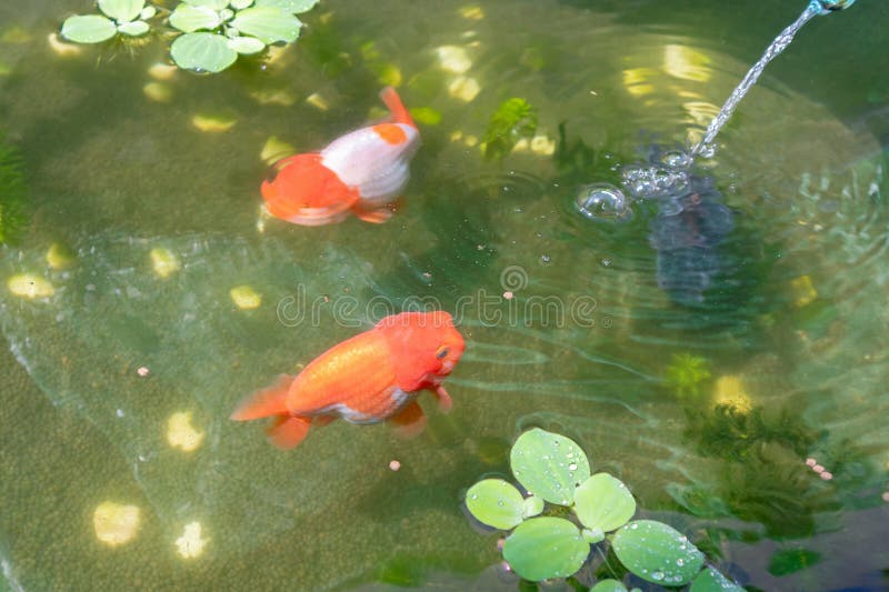 Goldfish in Aquarium Fish Pond Closeup Stock Photo - Image of close ...