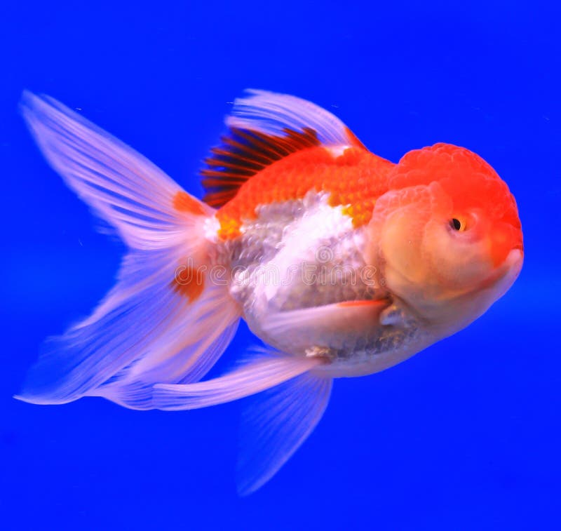 Goldfish stock image. Image of goldfish, bumpy, macro - 36108697