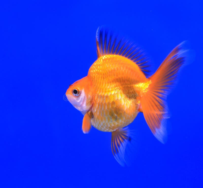 Goldfish stock image. Image of goldfish, bumpy, macro - 36108697