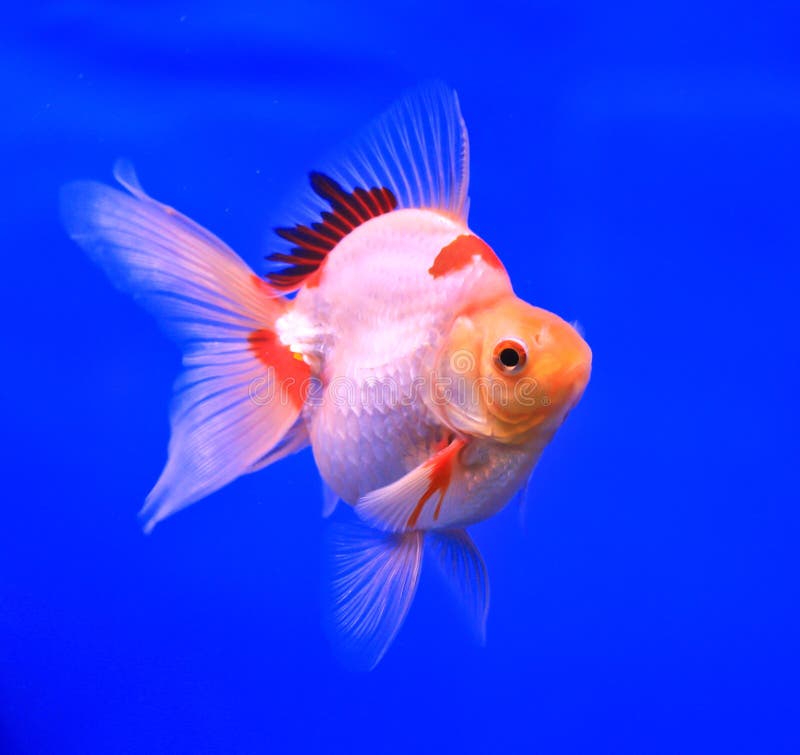 Goldfish stock image. Image of ranchu, prosperous, moor - 35982665