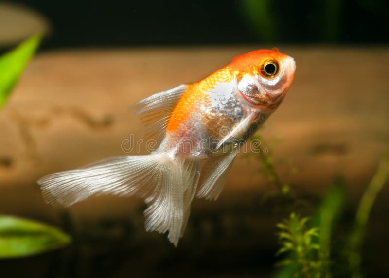 Goldfish in aquarium stock image. Image of shiny, color - 105259655