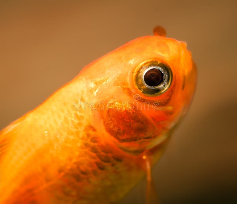 Golfish Aquarium Stock Photos - Free & Royalty-Free Stock Photos from ...