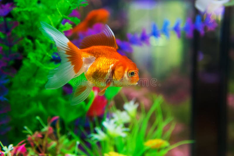 Three Goldfish in Aquarium stock image. Image of golden - 264663