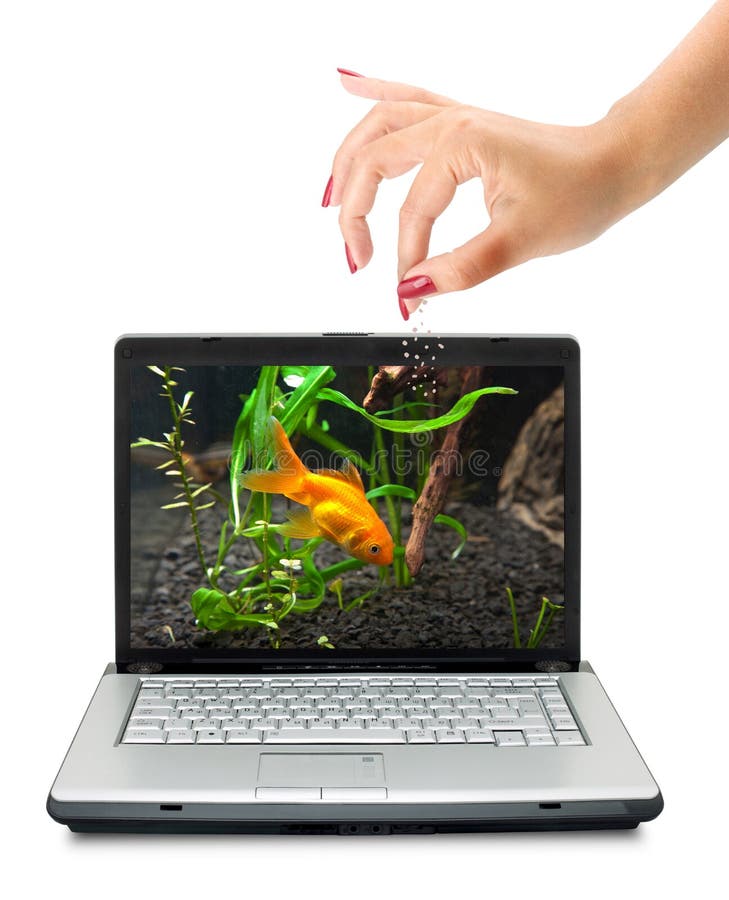 Computer Monitor Goldfish Stock Photos - Free & Royalty-Free Stock ...