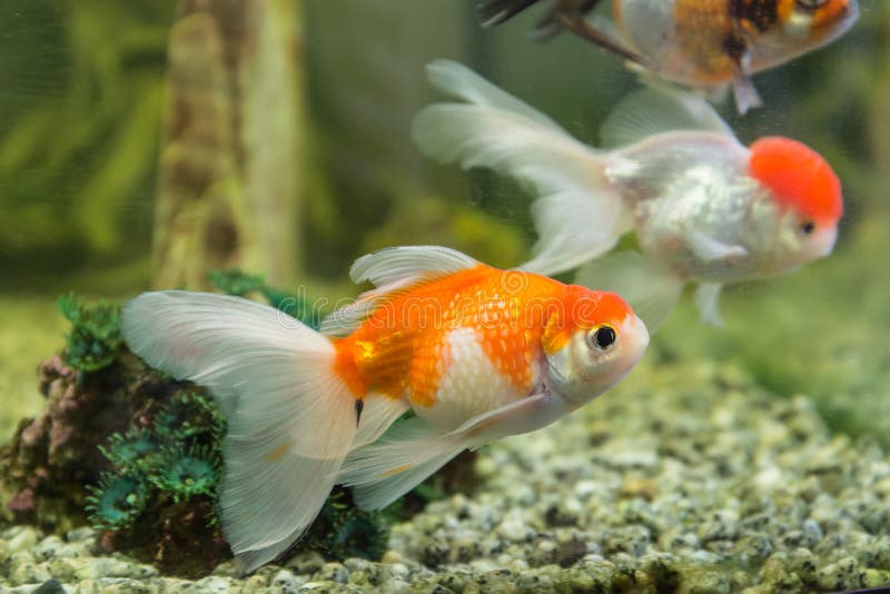 Goldfish in an aquarium stock photo. Image of small, swimming - 52725244
