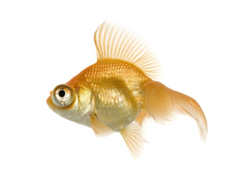 Poisson rouge noir photo stock. Image du animal, goldfish - 29087372