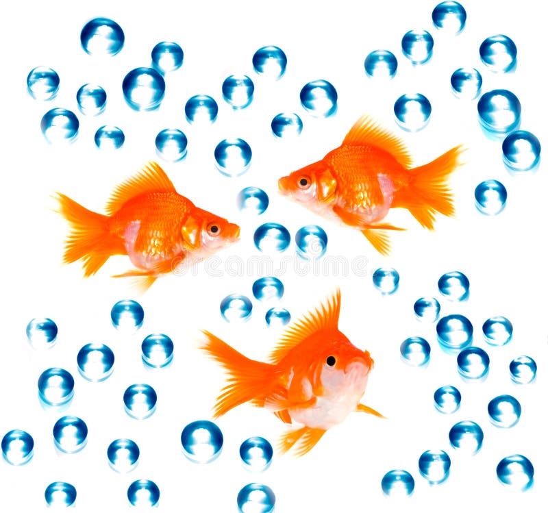 Poisson Rouge Avec Deux Bulles Photo stock - Image du aquarium, bulle ...