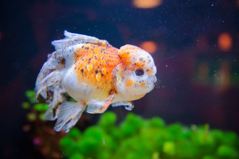 238 Fat Goldfish Stock Photos - Free & Royalty-Free Stock Photos from ...