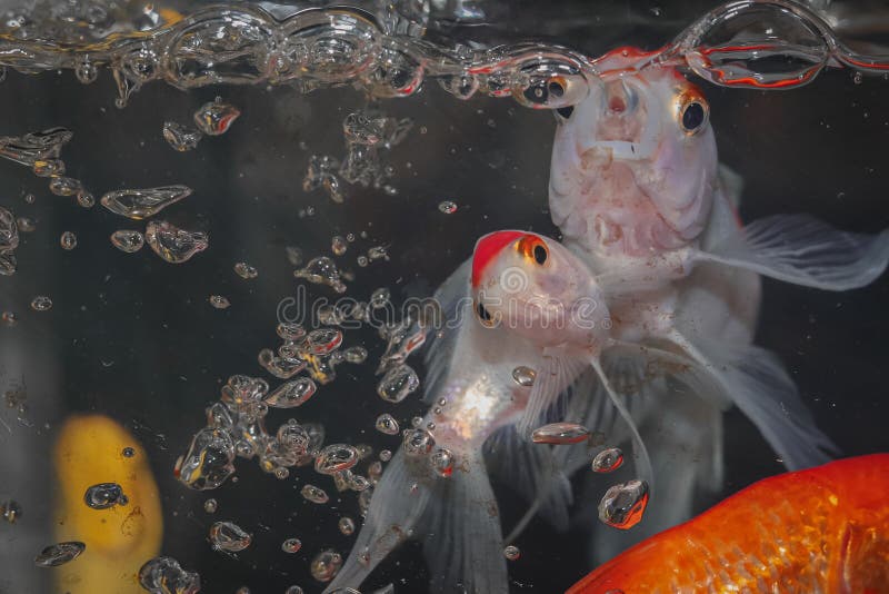 Goldfish Beautiful Illustration Character Picture Stock Photo - Image ...