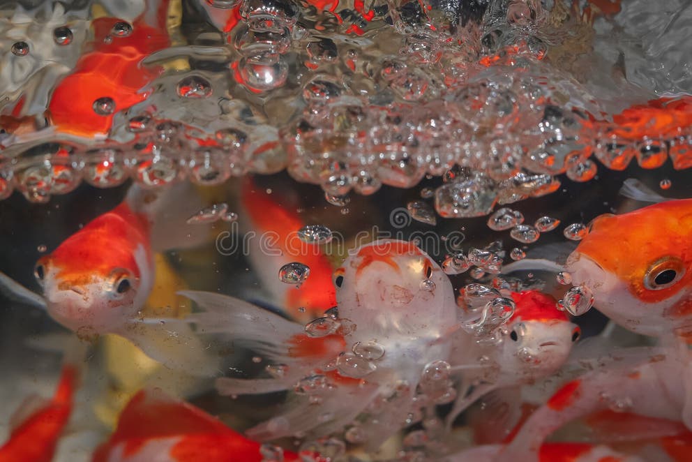 Goldfish Beautiful and Lucky Stock Photo - Image of water, produce ...