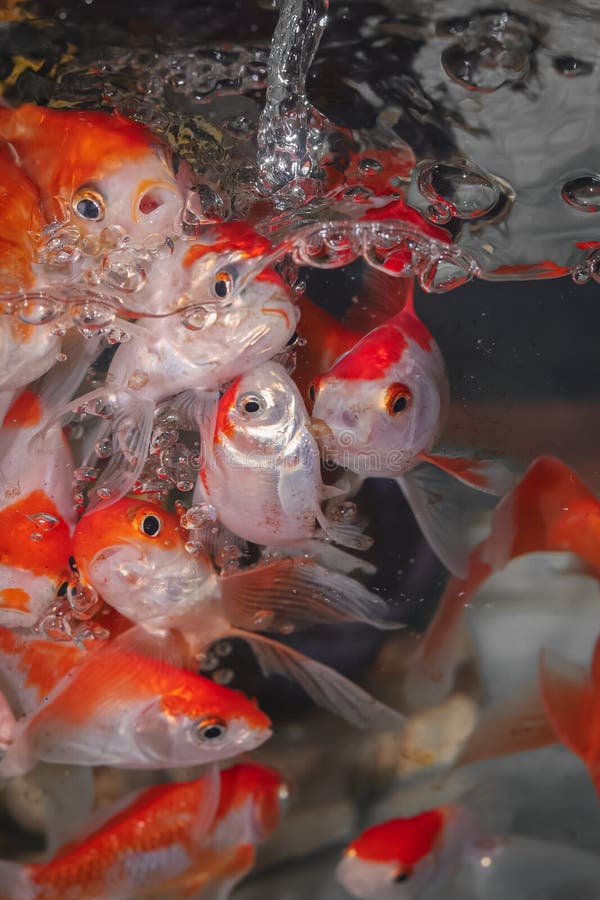 Goldfish Beautiful Illustration Character Picture Stock Photo - Image ...