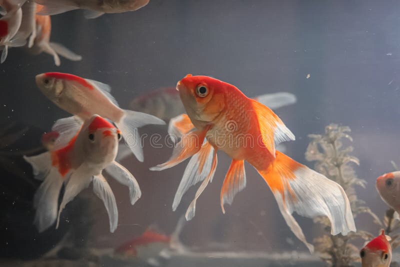 Goldfish Beautiful Illustration Character Picture Stock Photo - Image ...