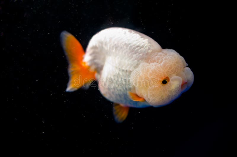 A goldfish stock image. Image of bighead, aquarium, heding - 35322409