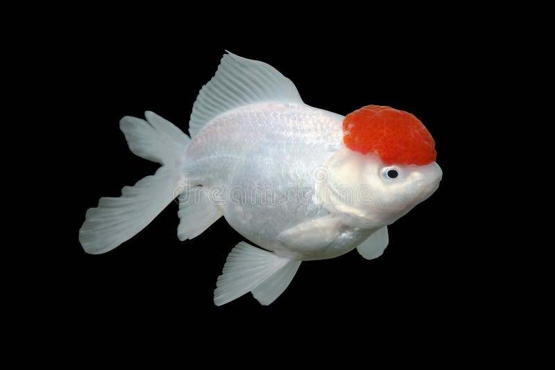 Goldfish Top View Isolated on White Background Stock Image - Image of ...