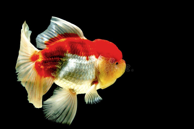 108 Goldfish Fin Texture Stock Photos - Free & Royalty-Free Stock ...