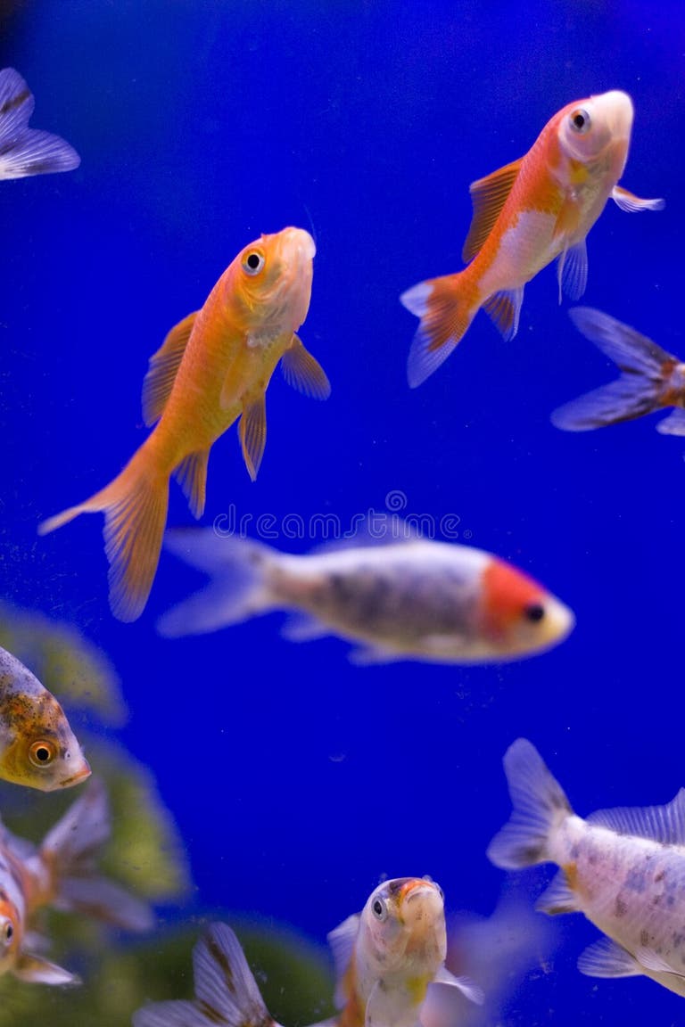 7,257 Goldfish Blue Background Stock Photos - Free & Royalty-Free Stock ...
