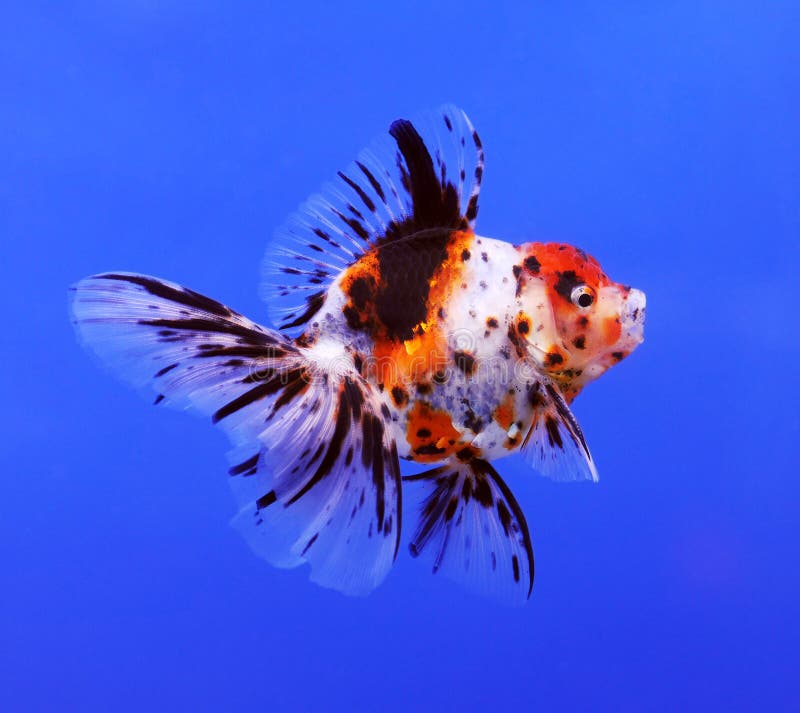 246 Fat Goldfish Stock Photos - Free & Royalty-Free Stock Photos from ...