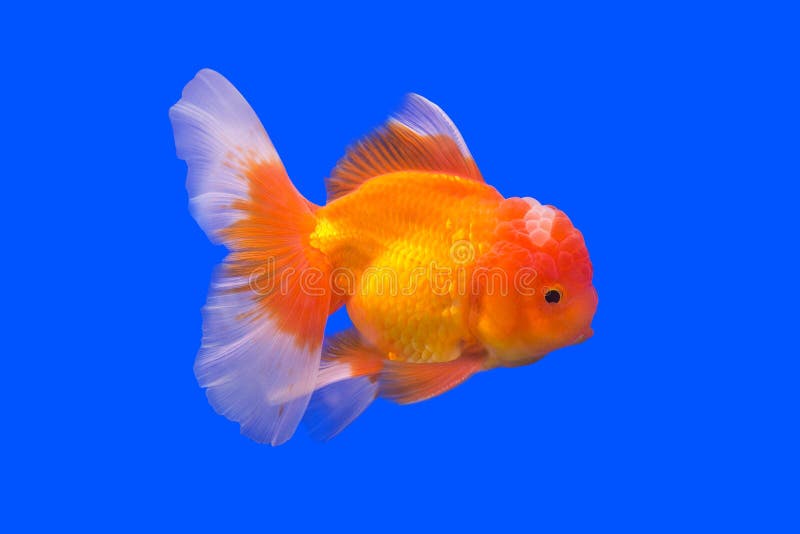 A Goldfish on a Blue Background Stock Image - Image of cute, blue ...