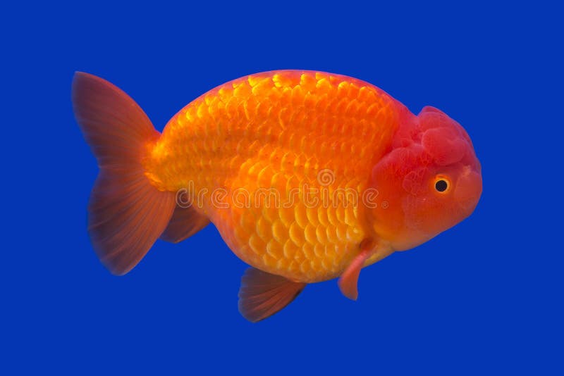 A Goldfish on a Blue Background Stock Image - Image of cute, blue ...