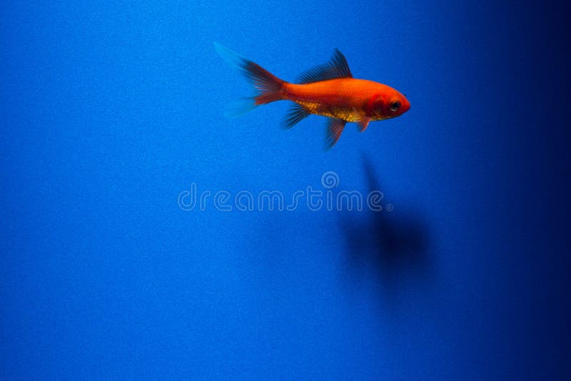 Goldfish Shadow Underwater Stock Photos - Free & Royalty-Free Stock ...