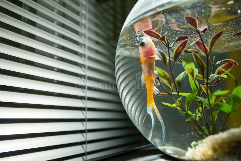 Fish Tank Next To Window Stock Photos - Free & Royalty-Free Stock ...
