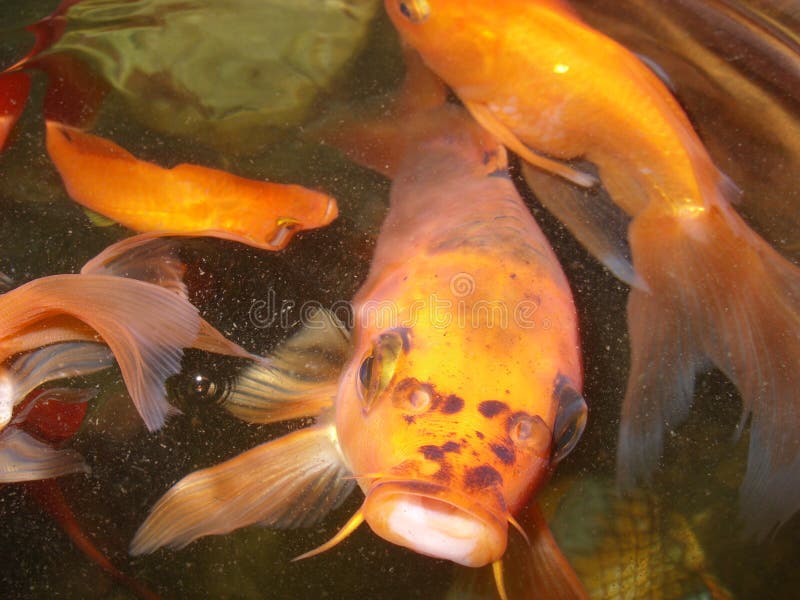 Goldfish (carassius Auratus Auratus) Stock Photo - Image of freshwater ...