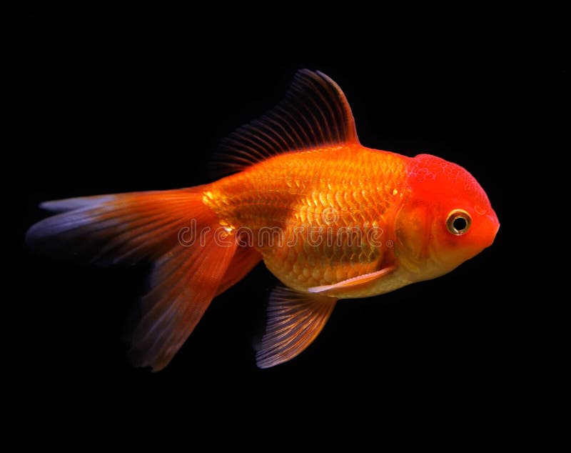 Goldfish (Carassius Auratus Auratus) Stock Image - Image of golden ...