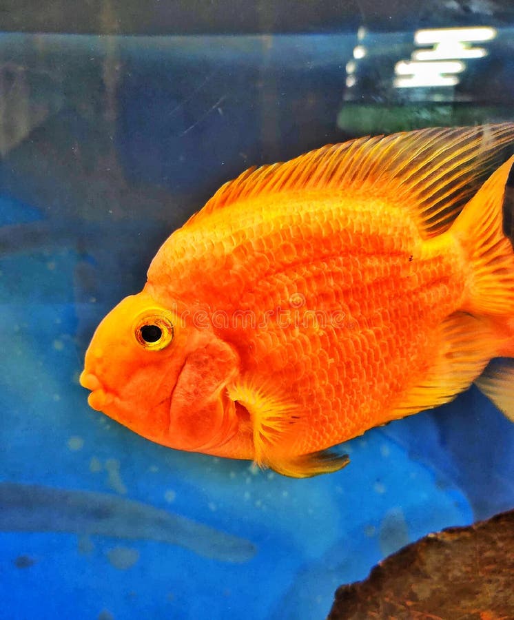 The Goldfish & X28;carassius Aurstus& X29;is Commonly Called As ...