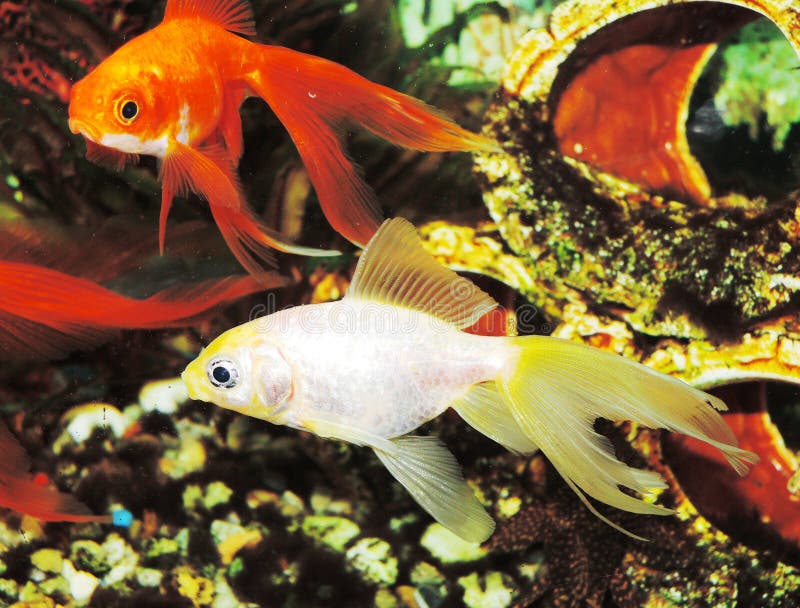 Goldfish stock image. Image of saltwater, aquarium, small - 34261467