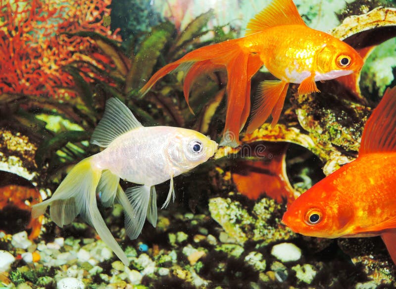 Goldfish stock image. Image of deep, goldfish, plunging - 34261475