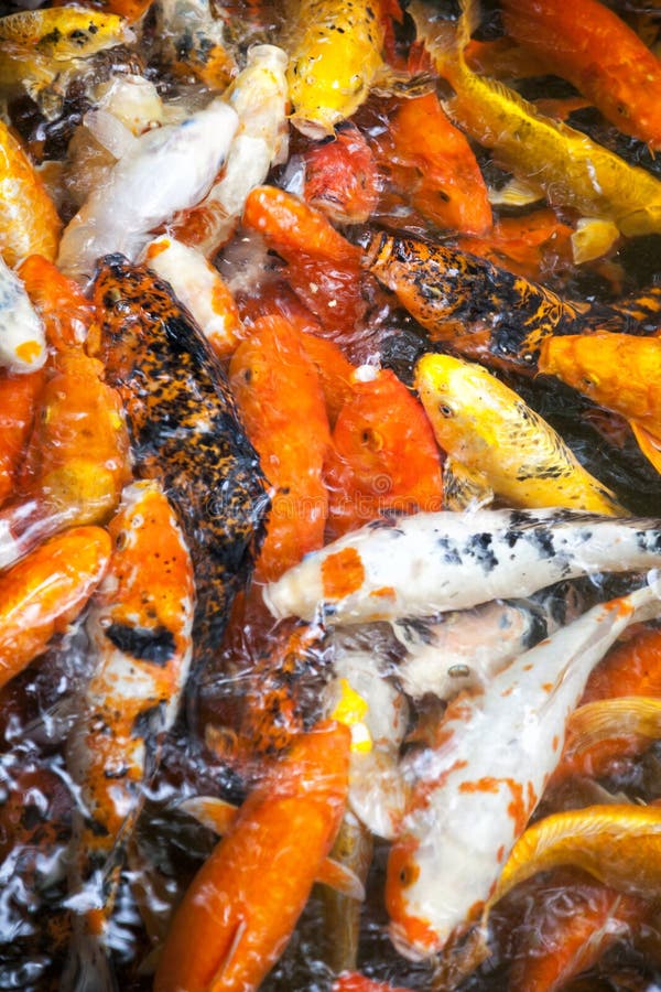 483 Multi Colored Goldfish Stock Photos - Free & Royalty-Free Stock ...