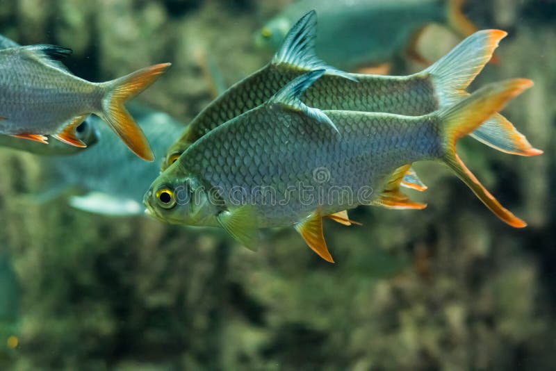 Goldfish Cyprinidae group stock image. Image of fish - 52327961