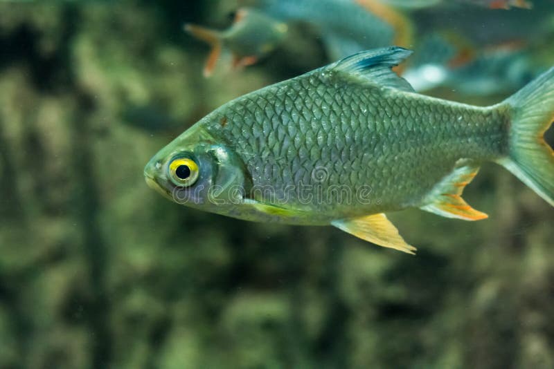 Goldfish Cyprinidae stock photo. Image of swimming, jump - 79418944