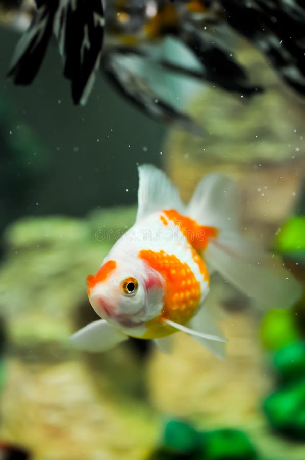 Poissons Rouges D'oranda De Capuchon Image stock - Image du étang, bain ...