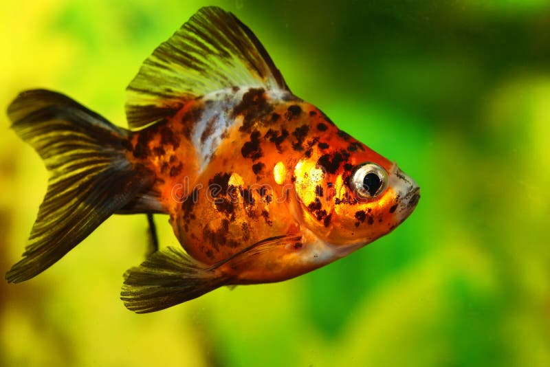 143 Photos de Grand Poisson Rouge Dans Un Petit Aquarium - Photos de ...
