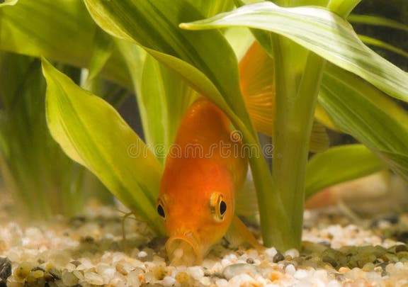 Goldfish eating 01 stock photo. Image of hidden, plant - 2329658