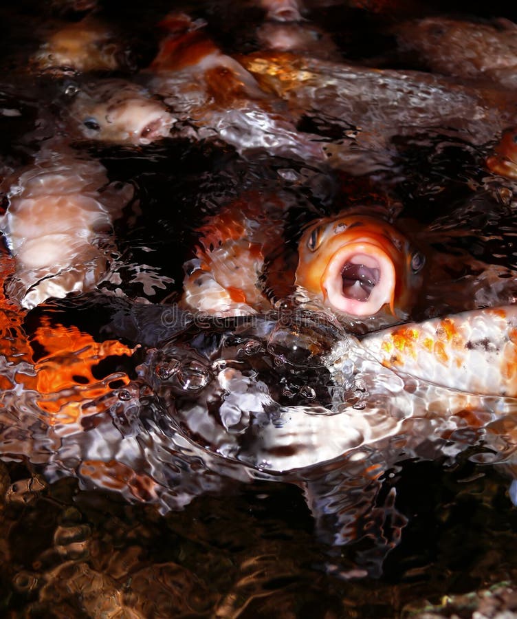 Goldfish eating stock image. Image of eating, life, fauna - 4133895