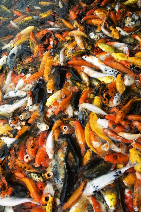 Goldfish fighting for food stock photo. Image of crowded - 5380498