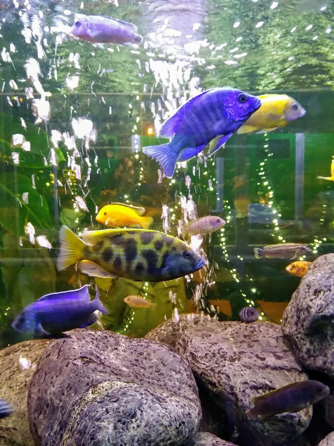 Goldfish in a fishbowl stock photo. Image of goldfish - 17117532