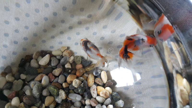 Fonus Stock Photos - Free & Royalty-Free Stock Photos from Dreamstime